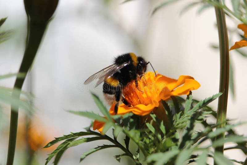 Bee at Work, Bumblebee at Work 4 Stock Photo - Image of garden ...