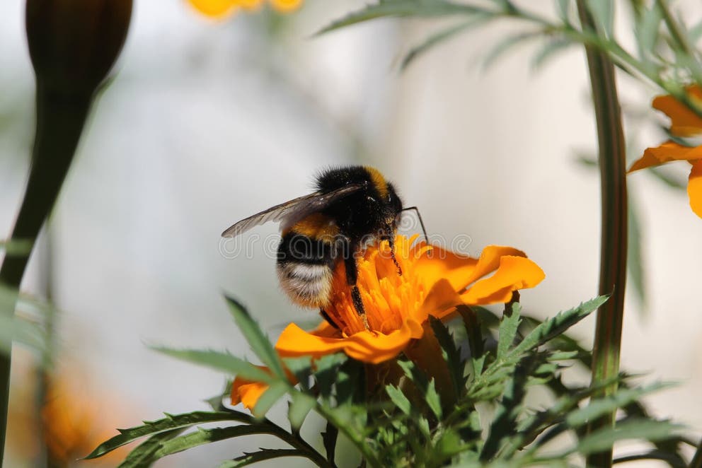 Bee at Work, Bumblebee at Work 6 Stock Image - Image of nature, garden ...