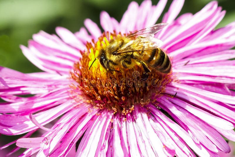 Bee at work stock photo. Image of close, beekeeper, busy - 56841666