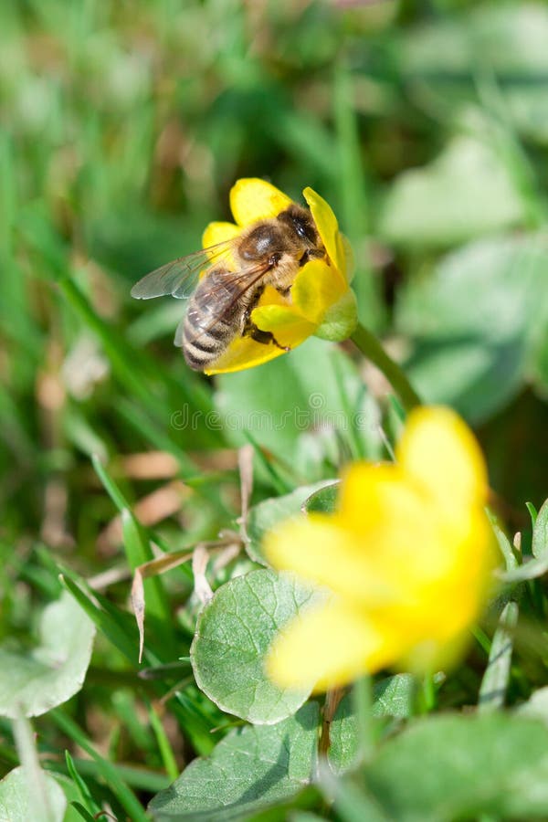 Bee at work stock image. Image of pollen, spring, macro - 30413511