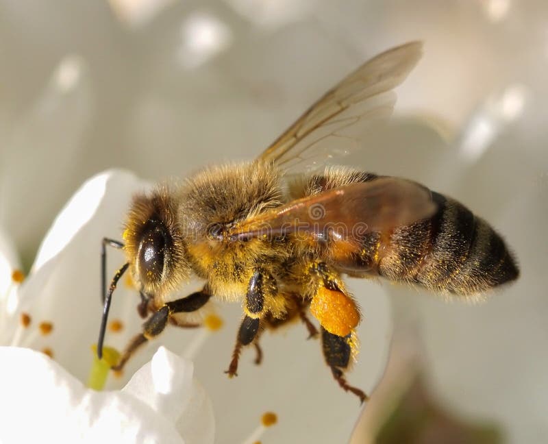 Bee at work stock photo. Image of spring, pollination - 27459550