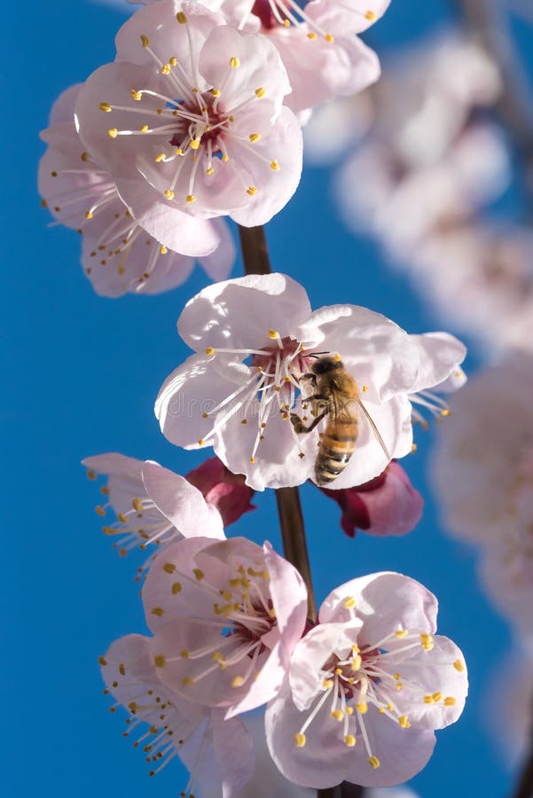 Bee at work stock photo. Image of spring, pollination - 27459550