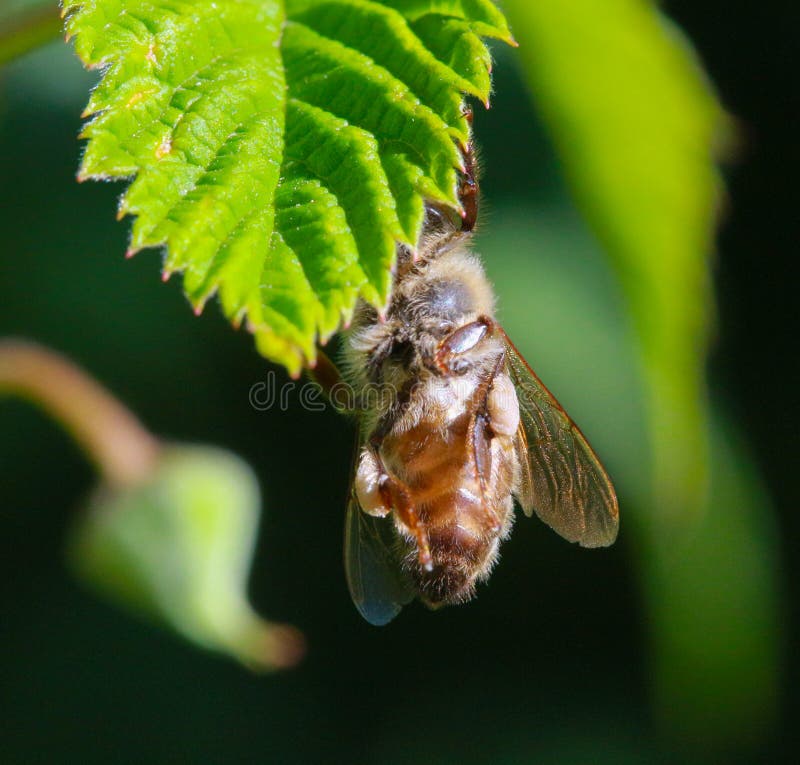 Bee at Work on a Raspberry Bush a Sunny Day. Stock Photo - Image of ...
