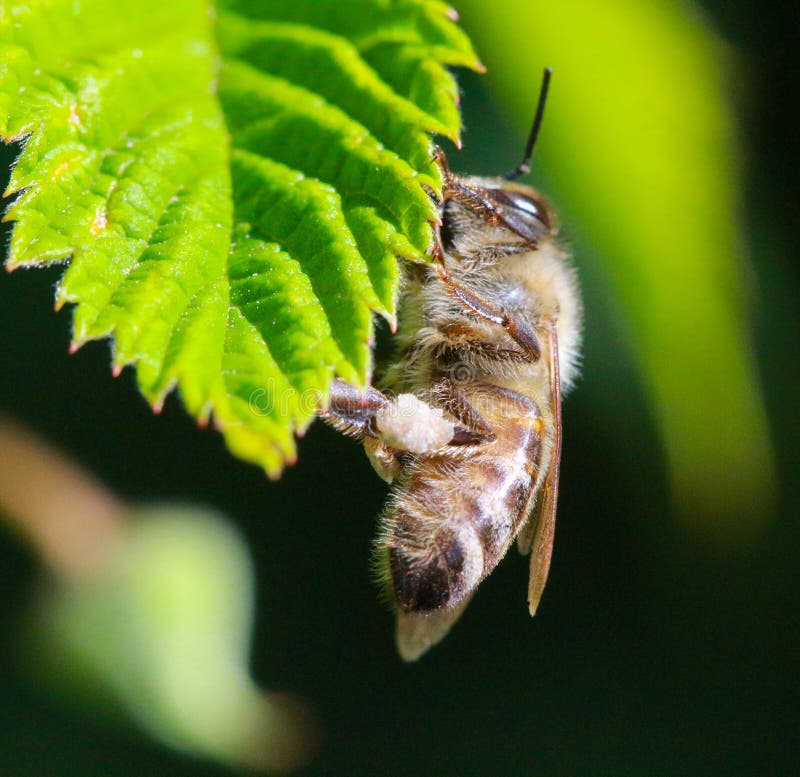 Bee at Work on a Raspberry Bush a Sunny Day. Stock Image - Image of ...