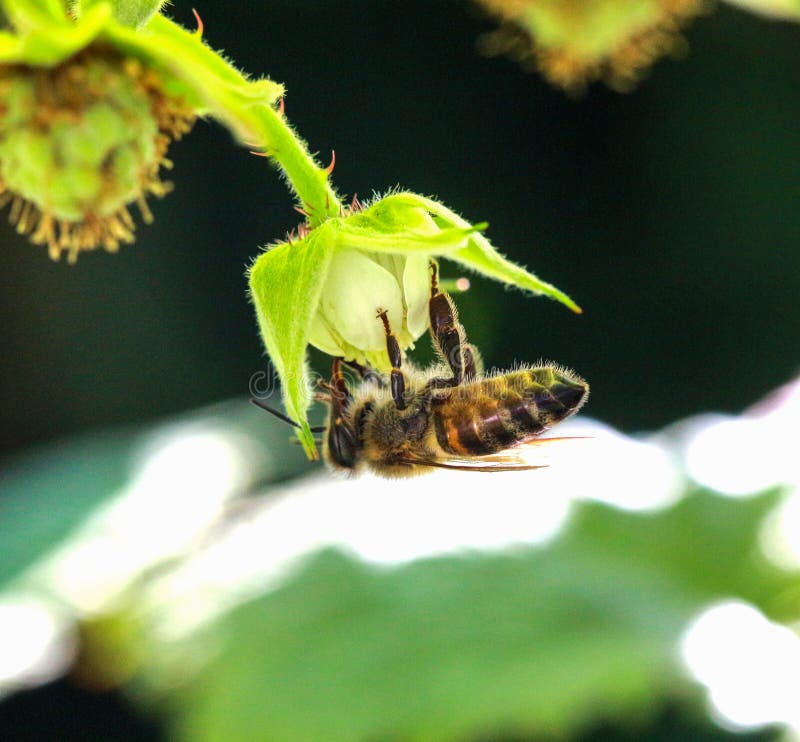Bee at Work on a Raspberry Bush a Sunny Day. Stock Photo - Image of ...