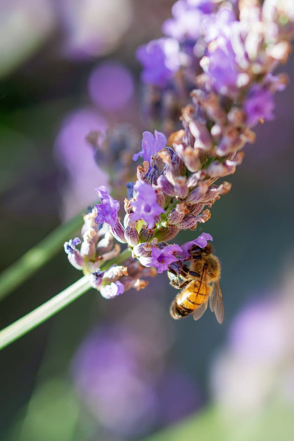 Bee at work on Lavender stock image. Image of france - 134277389