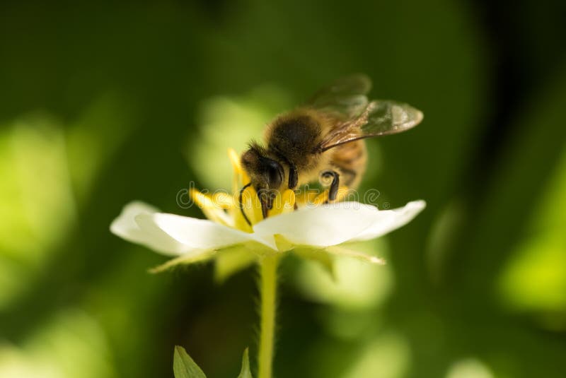 Bee at work stock photo. Image of spring, pollination - 27459550
