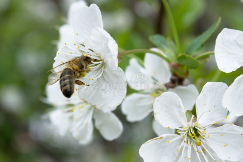 Bee at work. stock image. Image of flowers, blossoming - 96295525
