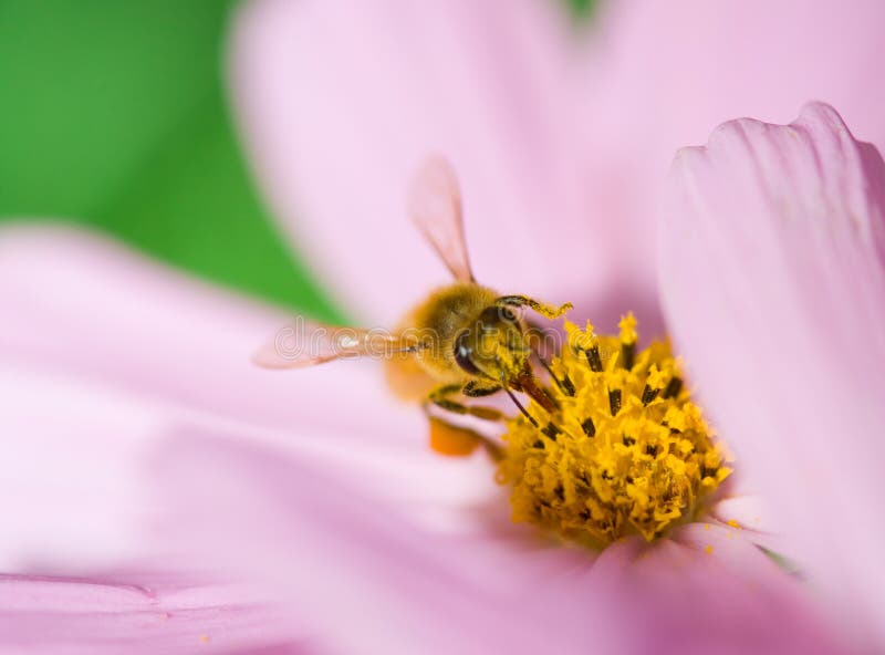 Bee worker stock image. Image of animal, beautiful, autumn - 12158609