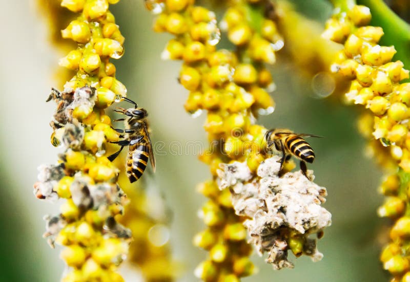Bee stock image. Image of flowers, animal, isolated, close - 82857083