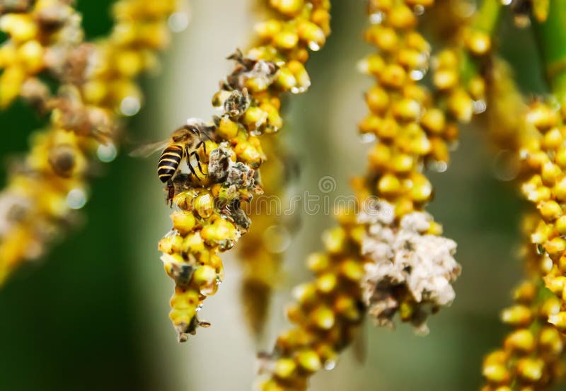 Bee stock image. Image of flower, detail, color, black - 82908897