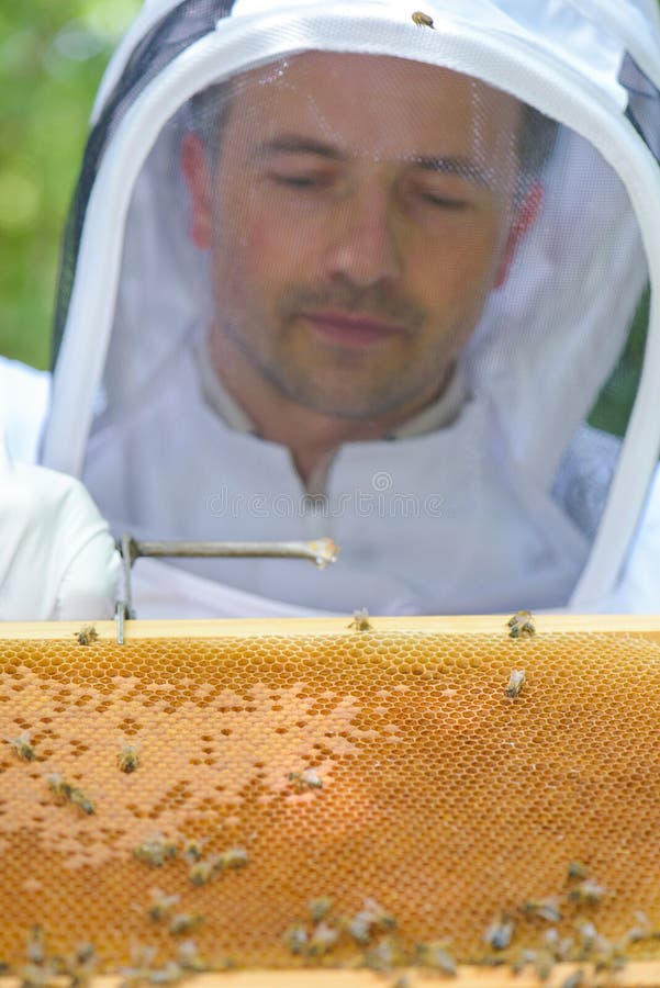 Bee Worker Testing Honeycomb Stock Image - Image of commercial, hobby ...