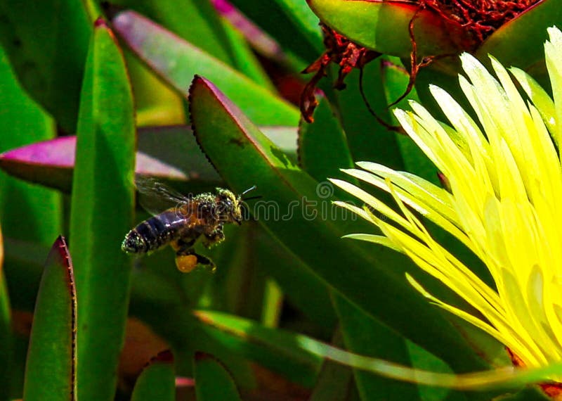 Bee Worker Transporting Pollen Stock Image - Image of poll, wildflower ...
