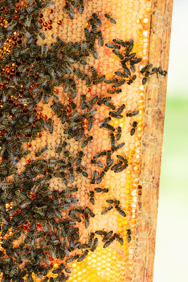 Bee Workers on Honeycomb in Frame Outdoors in Summertime, Working ...
