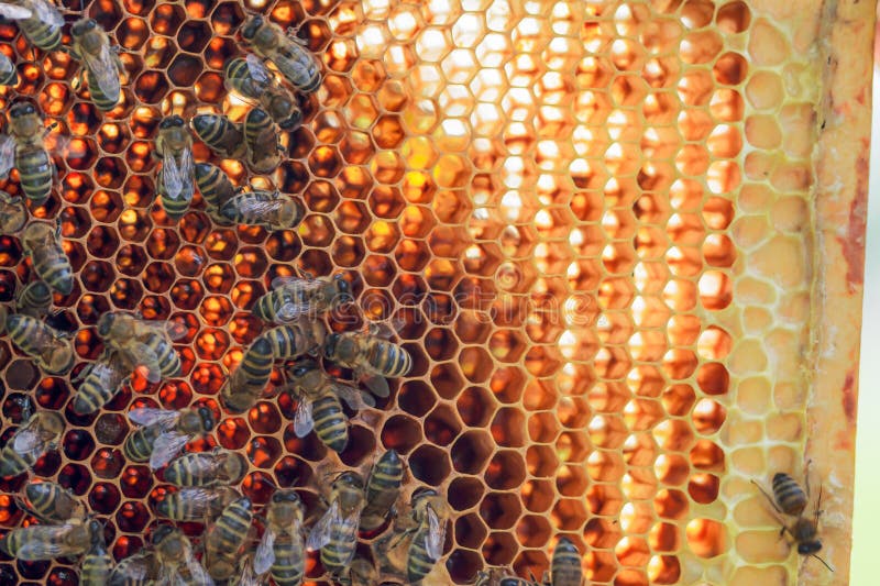 Bee Workers on Honeycomb in Frame Outdoors in Summertime, Working ...