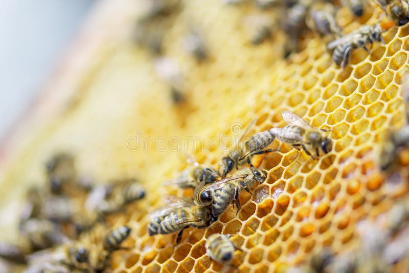 Bee Workers on Honeycomb in Frame Outdoors in Summertime, Working ...