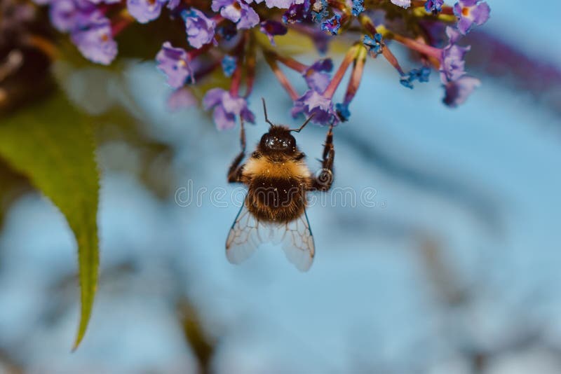 Bee working business stock photo. Image of environment - 193844770