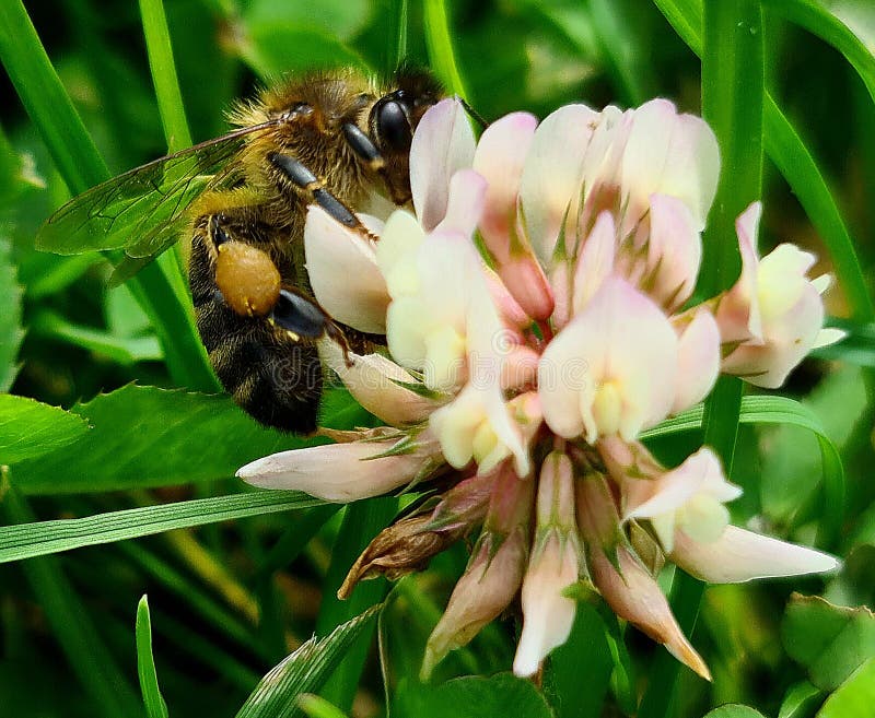 Bee Working Hard at Summer Time Stock Image - Image of summer, hard ...
