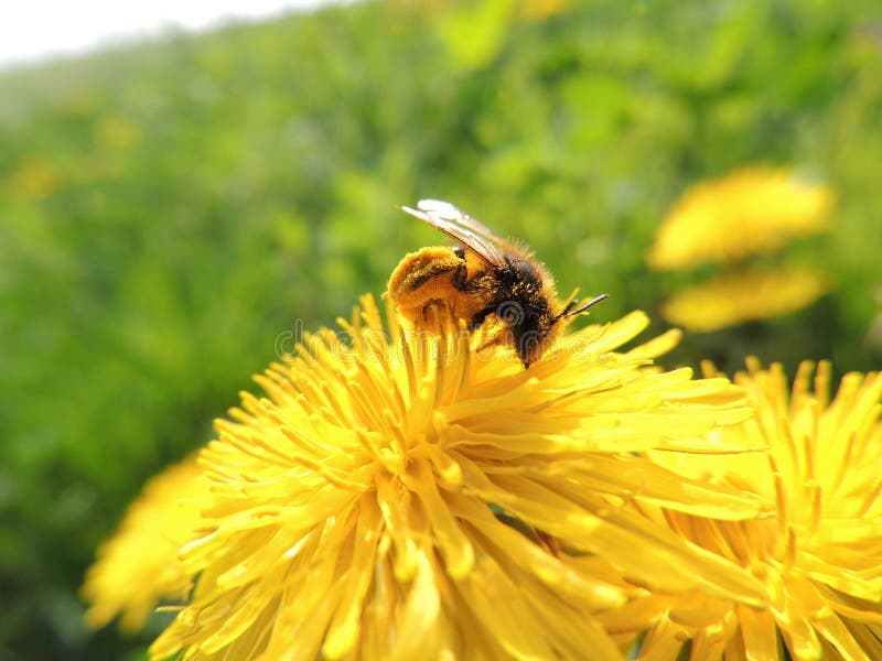 The bee is working hard stock photo. Image of working - 203511074