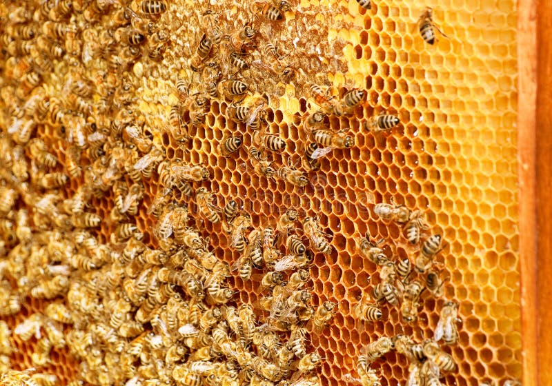 Bee working stock photo. Image of natural, insects, honey - 34111708