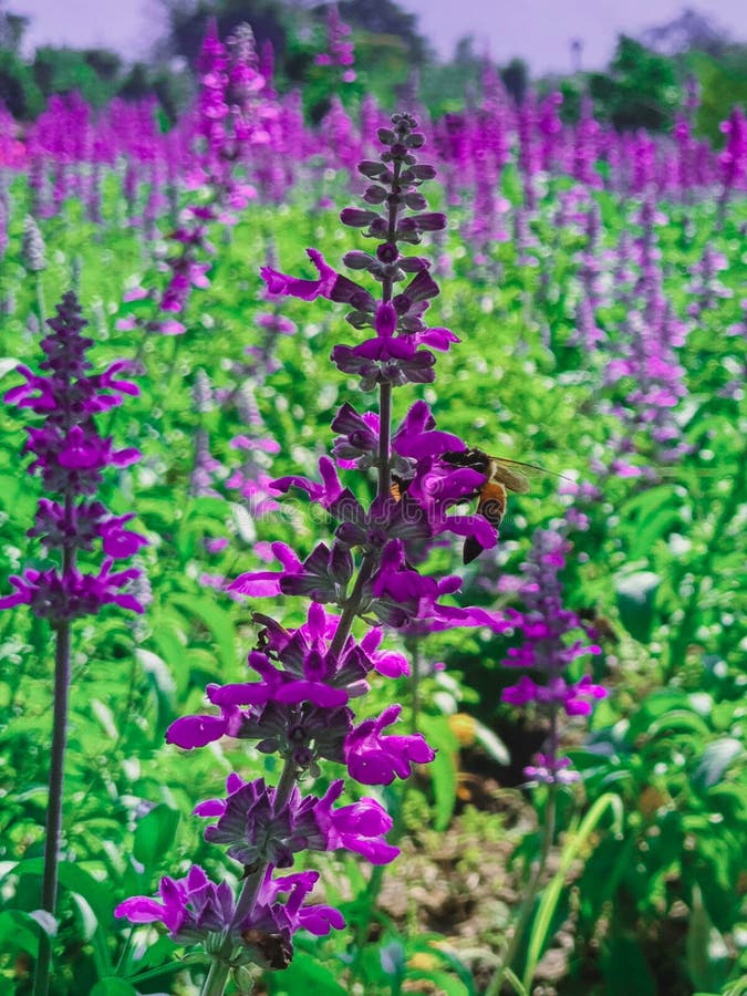 Bee Getting Pollen in a Lavender Field Stock Photo - Image of nectar ...