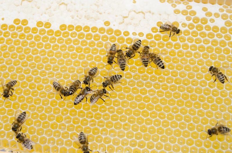 Working bees stock photo. Image of beehive, wing, workers - 17034750