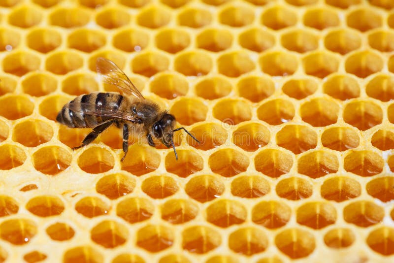 Macro Photo of Working Bees on Honeycombs. Beekeeping and Honey ...