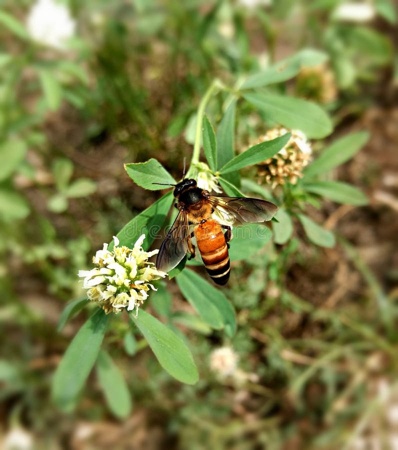 Bee world stock image. Image of spreading, indianfields - 93145653