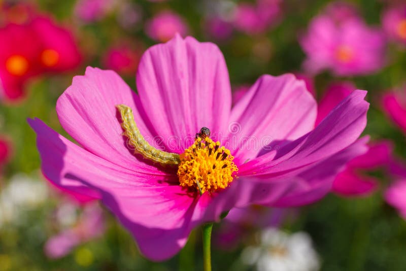 Bee and Worm on Cosmos Flower Field Stock Photo - Image of blossom ...