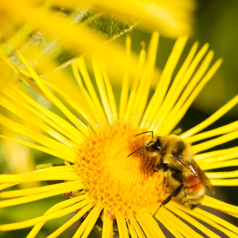 Bee on Yellow Daisy stock image. Image of pollinating - 26741097