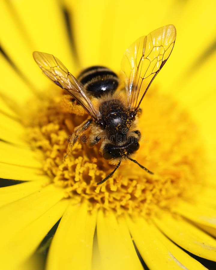 Bee stock photo. Image of nature, close, garden, efficiency - 53658548