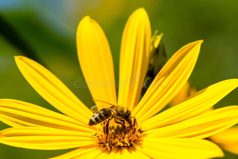 The Bee on the Yellow Daisy Flower Stock Image - Image of bright, fresh ...