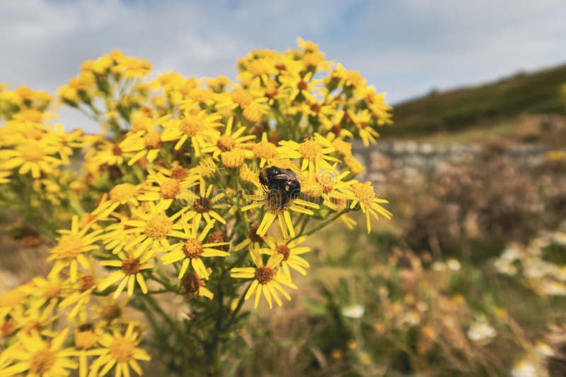 A Bee on Yellow Daisy Flower, Macro Stock Image - Image of wild ...