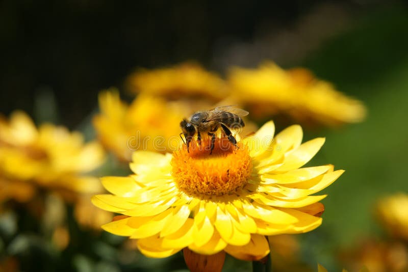 Bee on yellow flower stock image. Image of beatiful, nature - 11201287