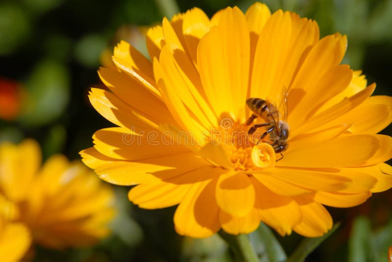 Bee on a yellow flower stock photo. Image of nature, wing - 11468706