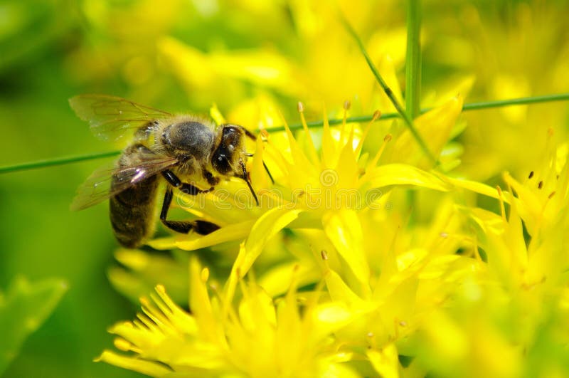 Bee on yellow flower stock image. Image of macro, pollen - 19879627