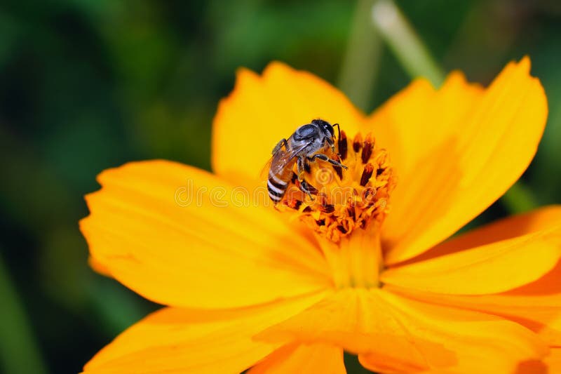 Bee on the yellow flower. stock photo. Image of flying - 22363650