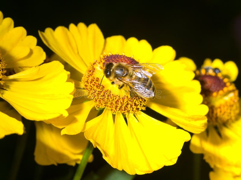 Bee on yellow flower stock image. Image of pollen, wing - 22808539