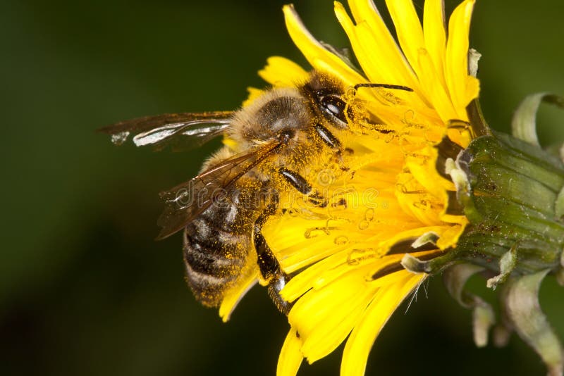 Bee on yellow flower stock photo. Image of foot, pollinator - 23263248