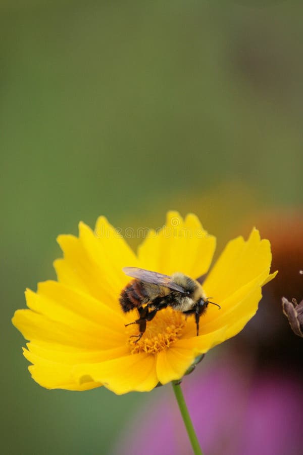 Bee on Yellow Flower stock photo. Image of insect, flower - 75132908