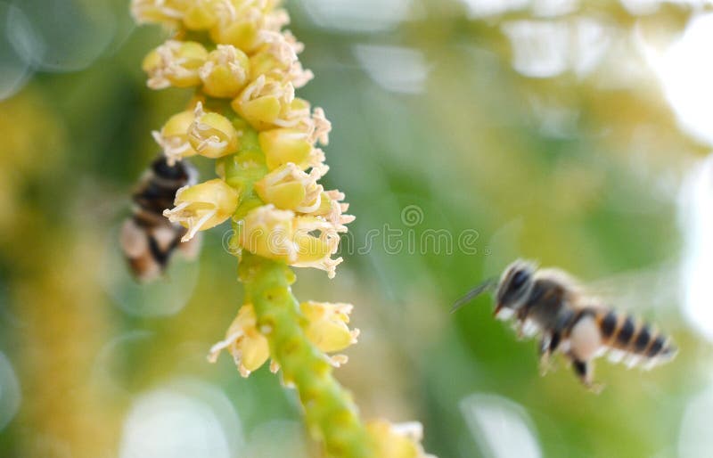 Bee on yellow flower. stock photo. Image of entomology - 168879886