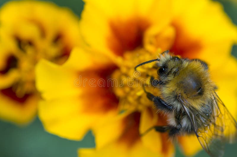 Bee on yellow flower stock image. Image of macro, nature - 87647995