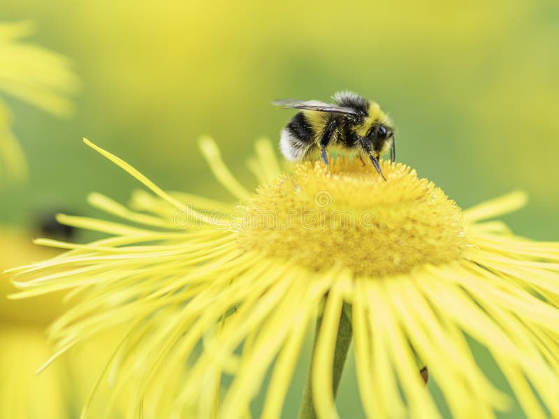 Bee on Yellow Flower Close Up Stock Image - Image of playing, double ...