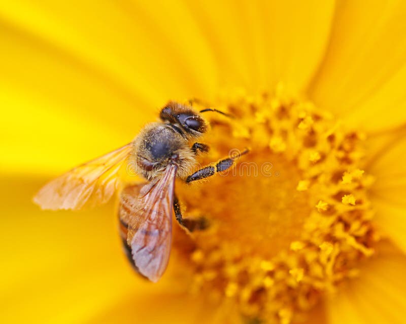 Bee on a Yellow Flower stock photo. Image of working - 57684186