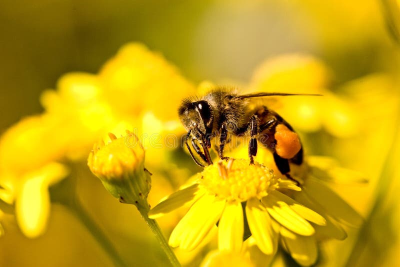 Bee on a yellow flower stock image. Image of apiary, beekeeper - 31170493
