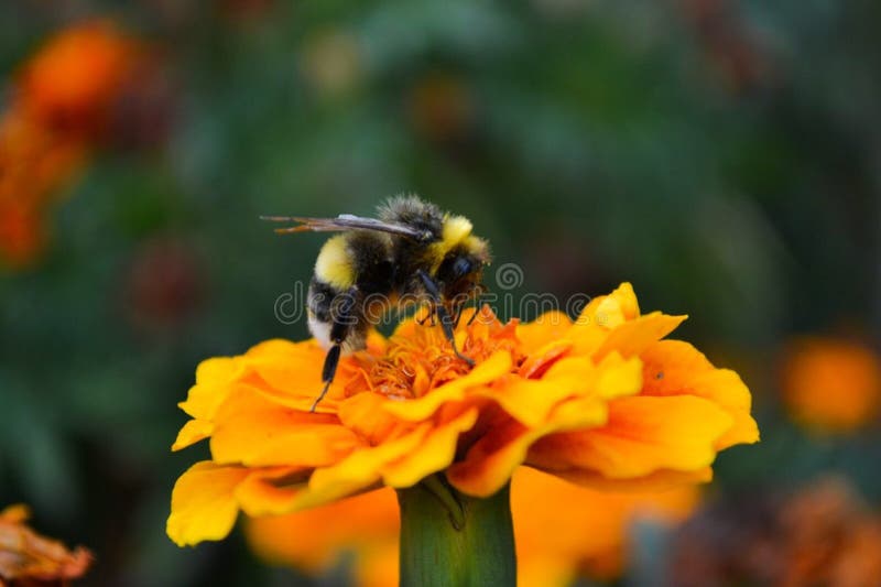 Bee on a yellow flower stock photo. Image of nectar - 190791254