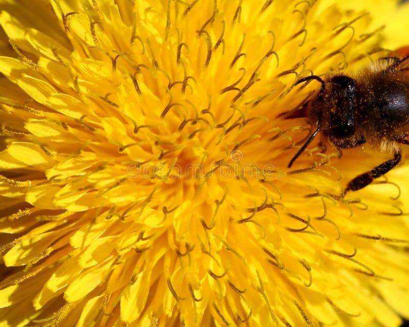 Bee on yellow flower stock image. Image of dandelion - 150477707