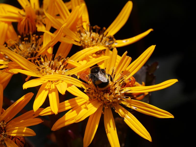 The Bee on the Yellow Flower Stock Image - Image of coloured, england ...