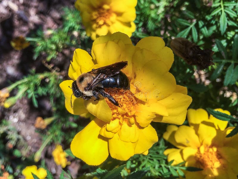 Eastern Carpenter Bee Pollinating a Flower Stock Photo - Image of plant ...