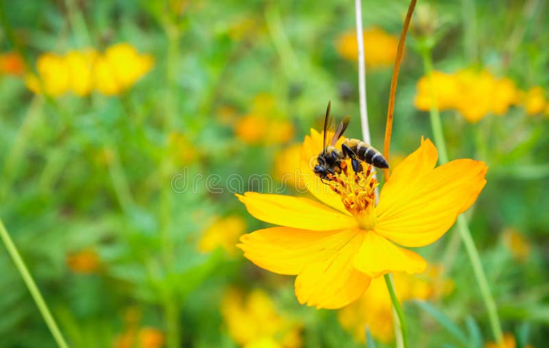 Bee on a Yellow Flower in the Garden Stock Image - Image of botany ...